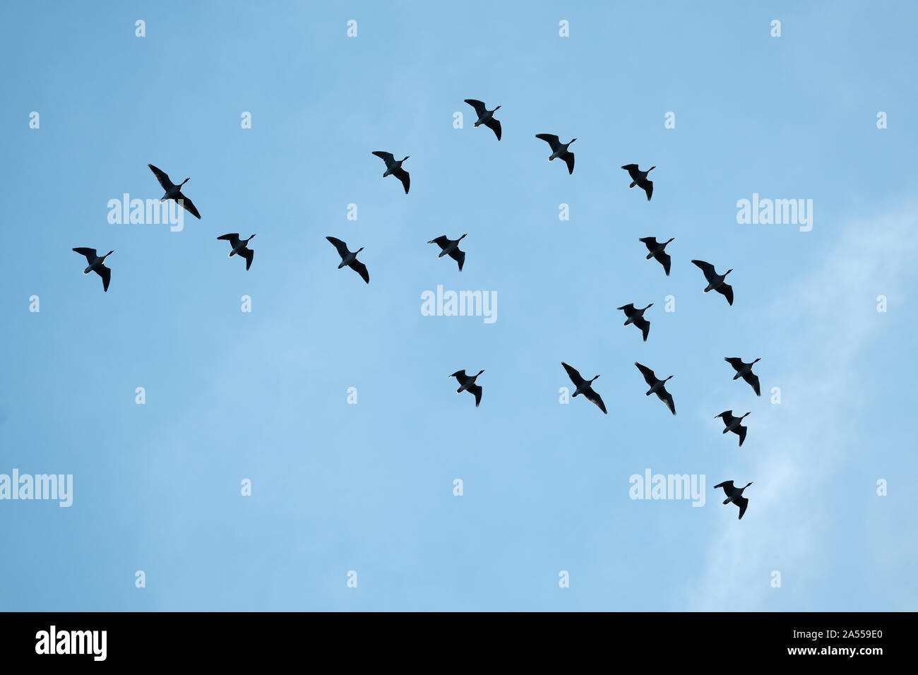 Flock of wild geese in flight Stock Photo - Alamy