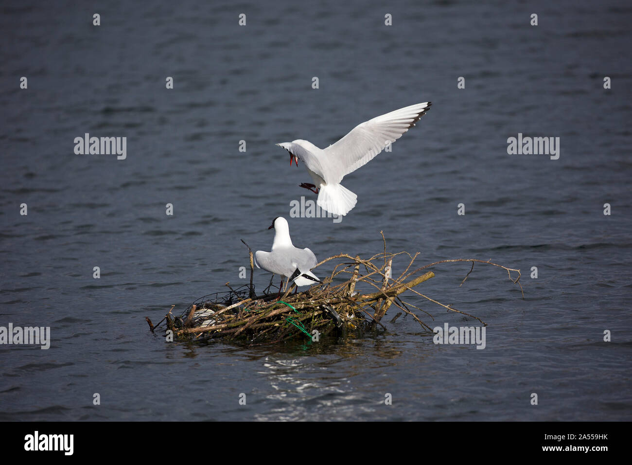 Landing on ivy lake hi-res stock photography and images - Alamy