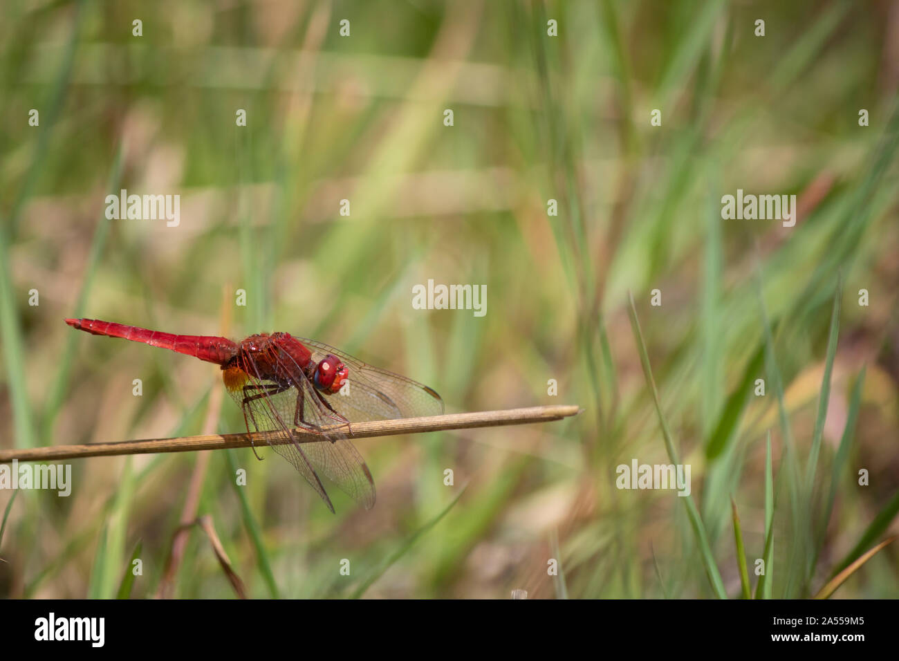Dragonfly beetle soon capturing. In red. stands on dried grass Stock ...