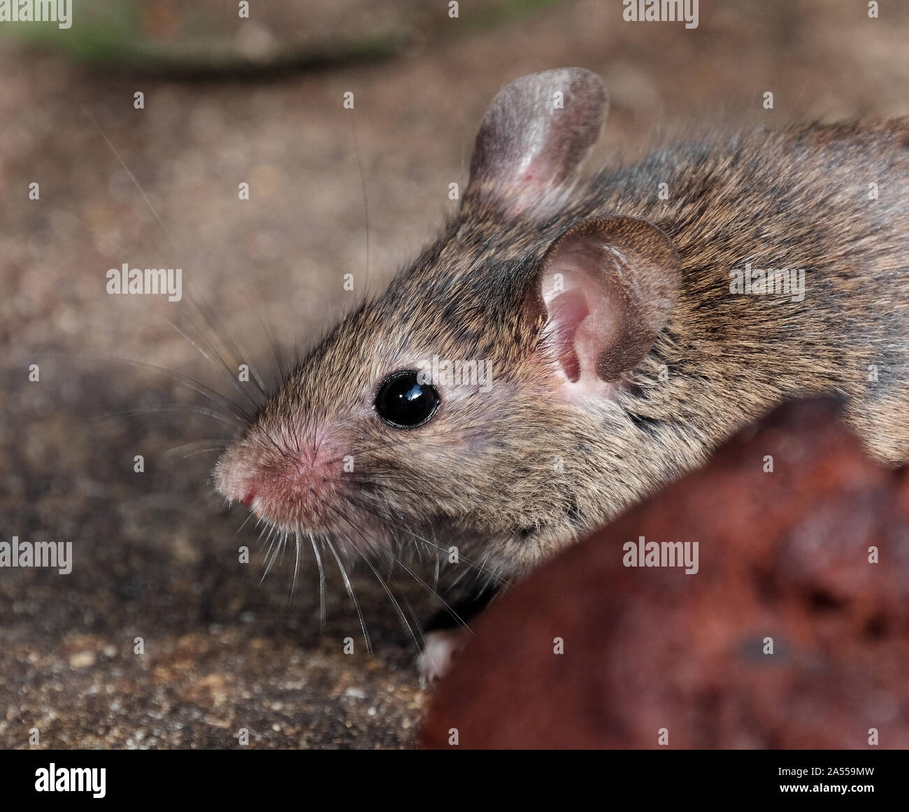 Mice nest hi-res stock photography and images - Alamy