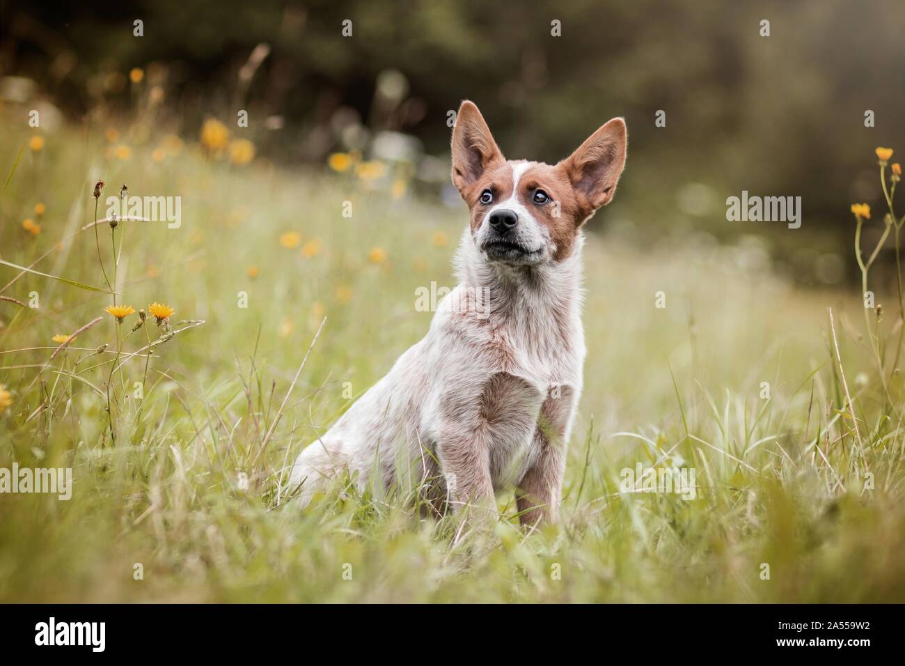 sitting Australian Cattle Dog Stock Photo - Alamy