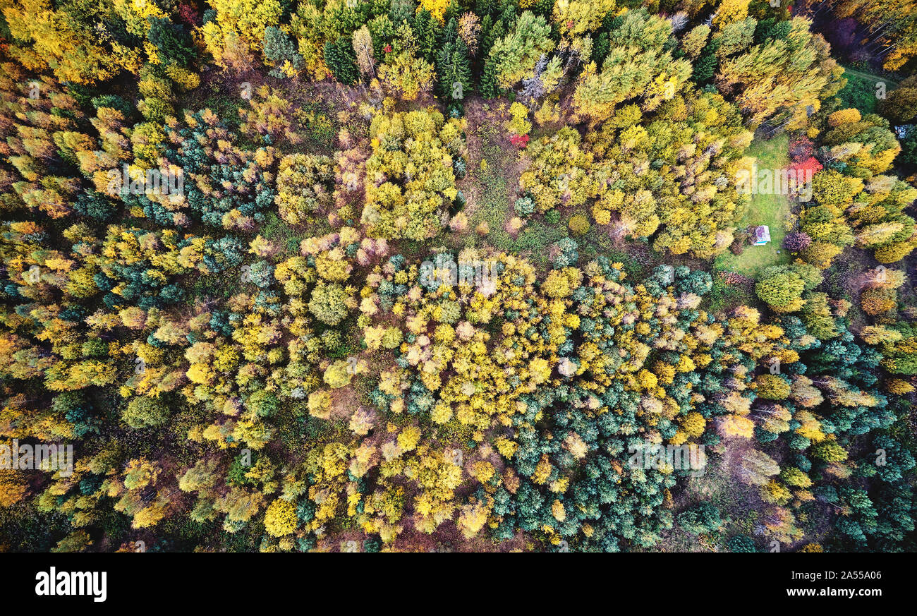 Colorful autumn forest nature background above drone top view Stock ...