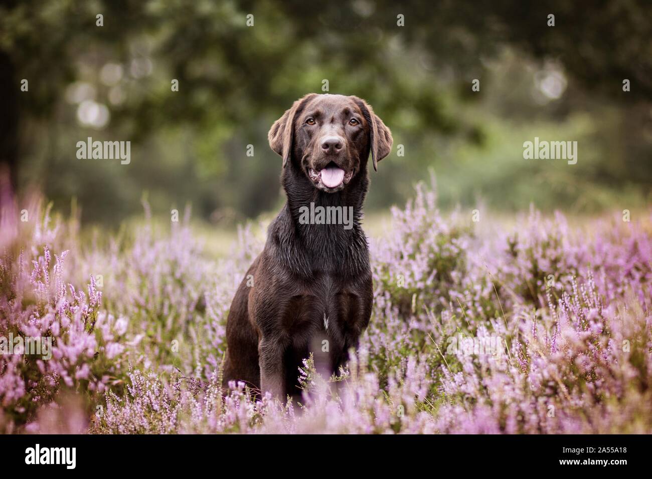 sitting Labrador Retriever Stock Photo - Alamy