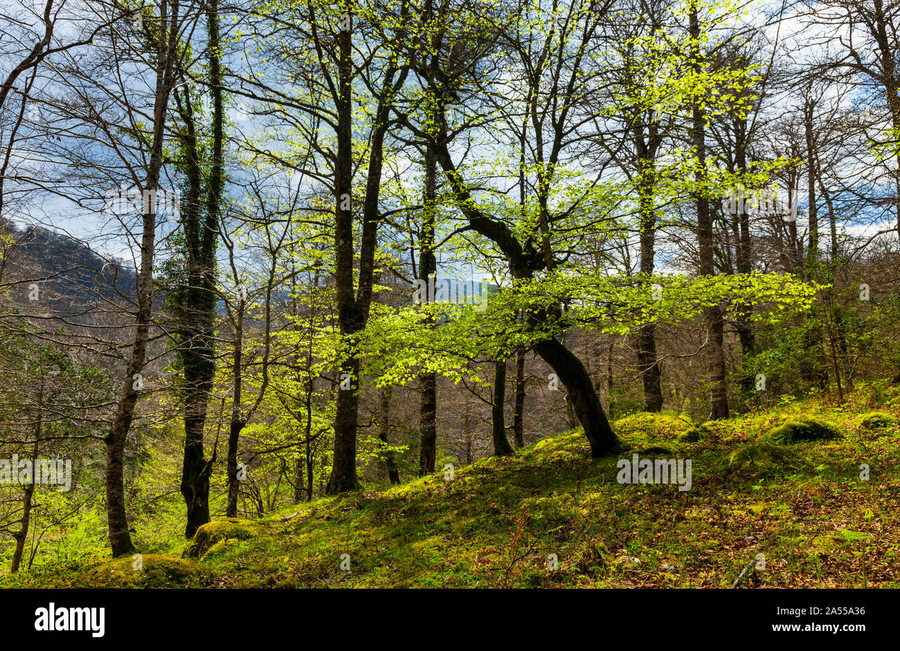 European Beech or Common Beech forest, Saja-Besaya Natural Park ...