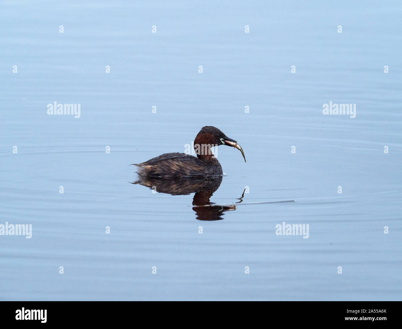 Little grebe Tachybaptus ruficollis with a fish, Greylake RSPB Reserve ...