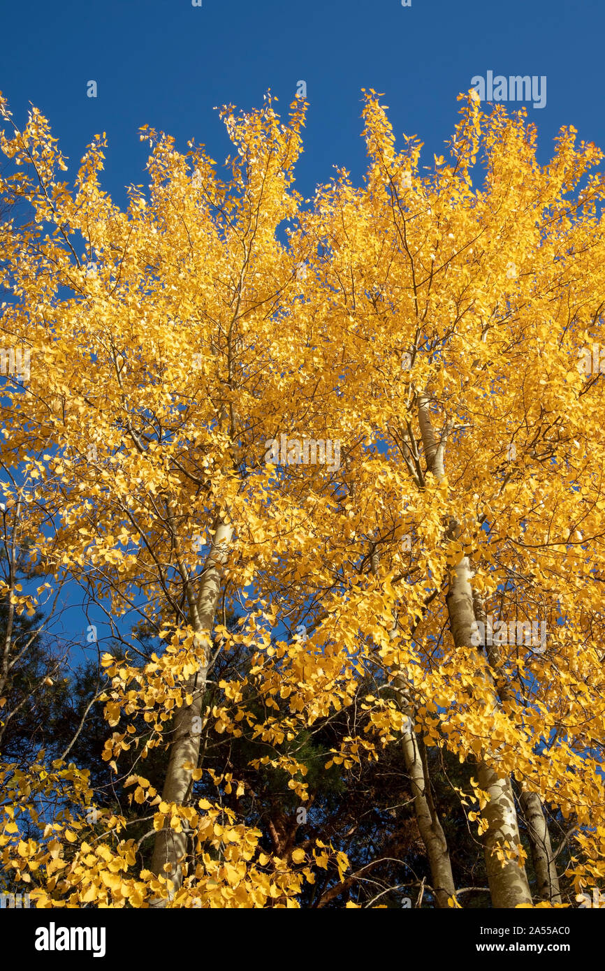 yellow aspen tree leaves in october Stock Photo - Alamy