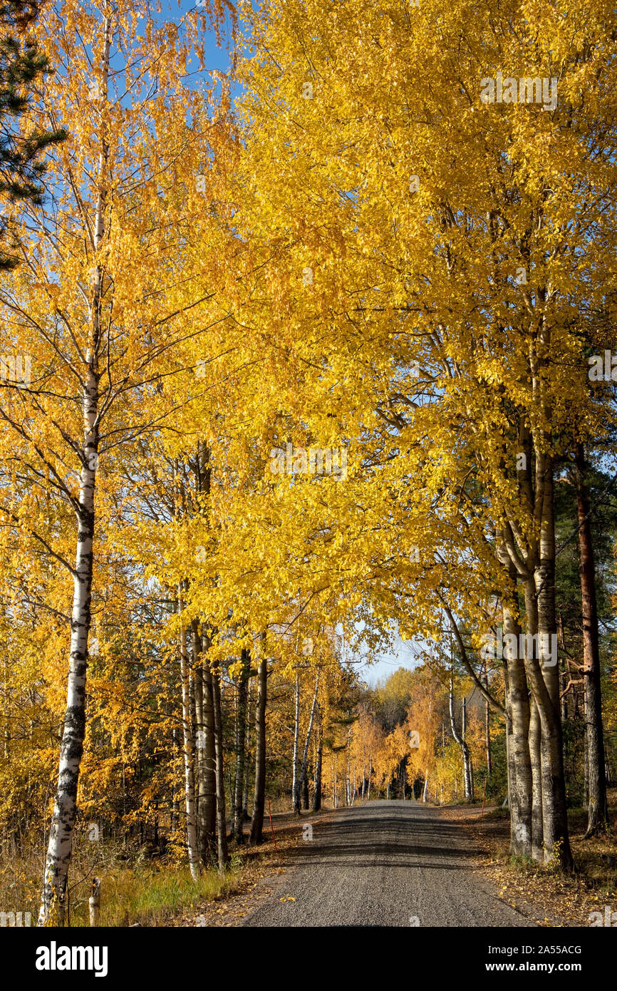 yellow aspen and birch tree leaves in october Stock Photo - Alamy