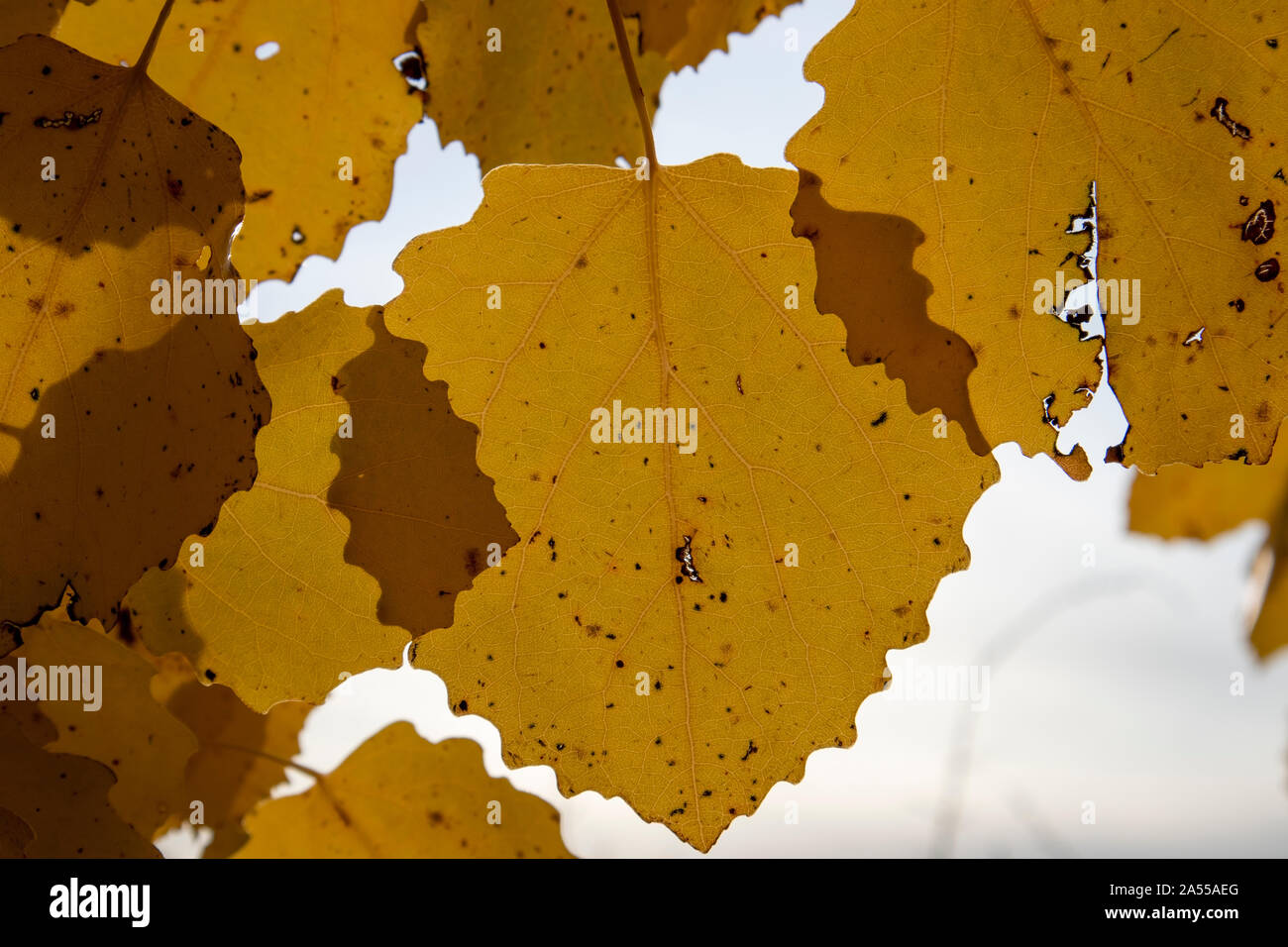 yellow aspen tree leaves in october Stock Photo - Alamy