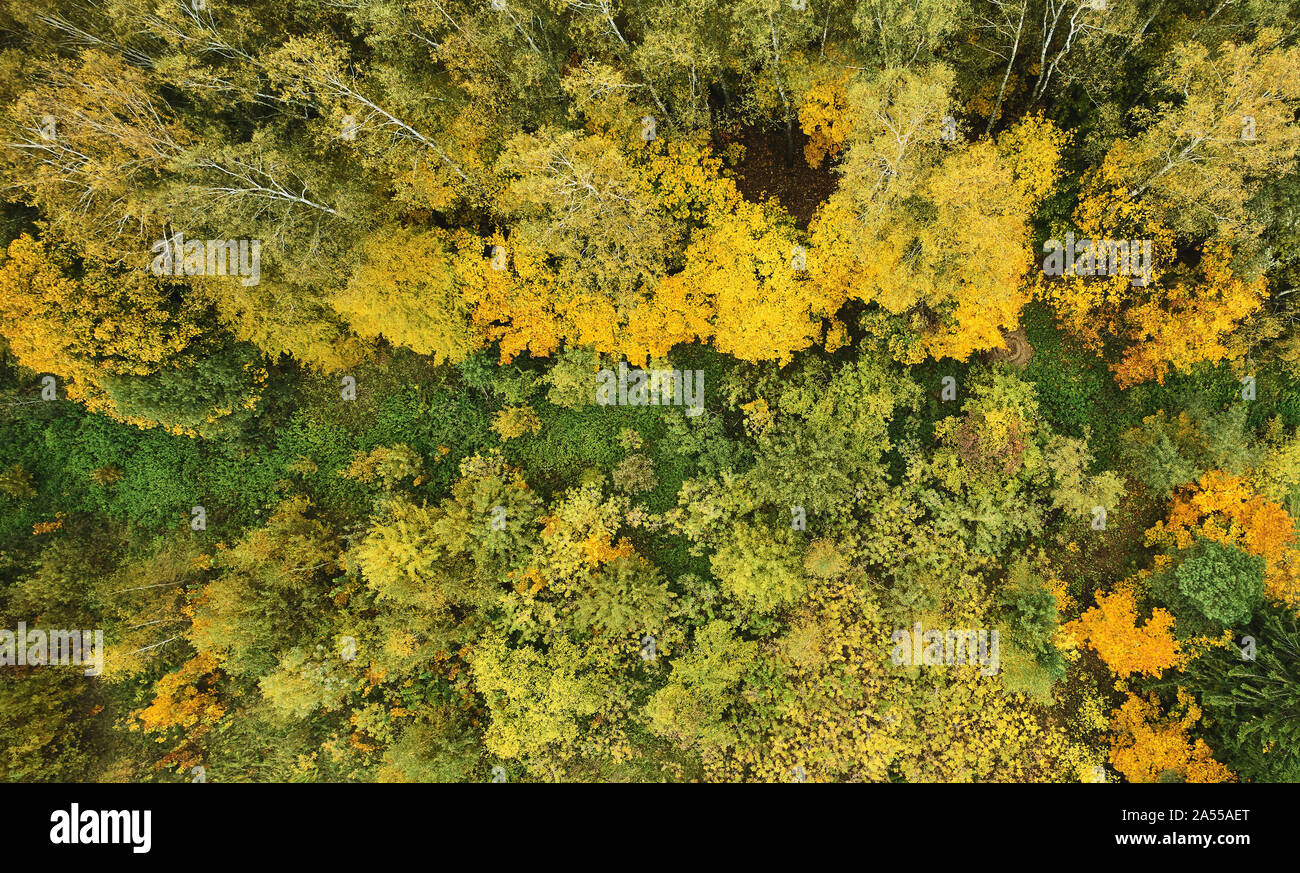 Green path around yellow trees above top view. Autumn theme Stock Photo ...