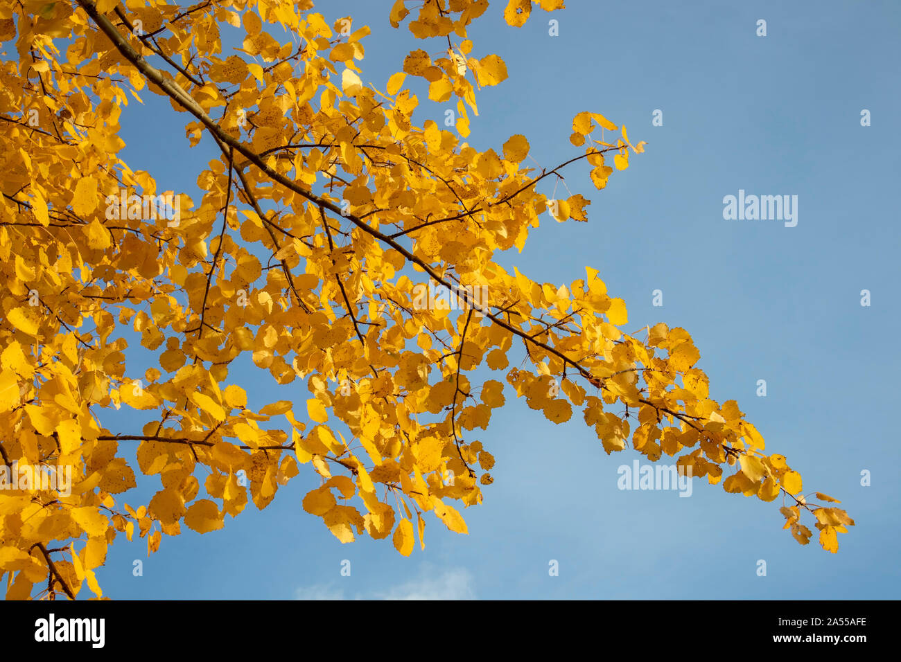 yellow aspen tree leaves in october Stock Photo - Alamy