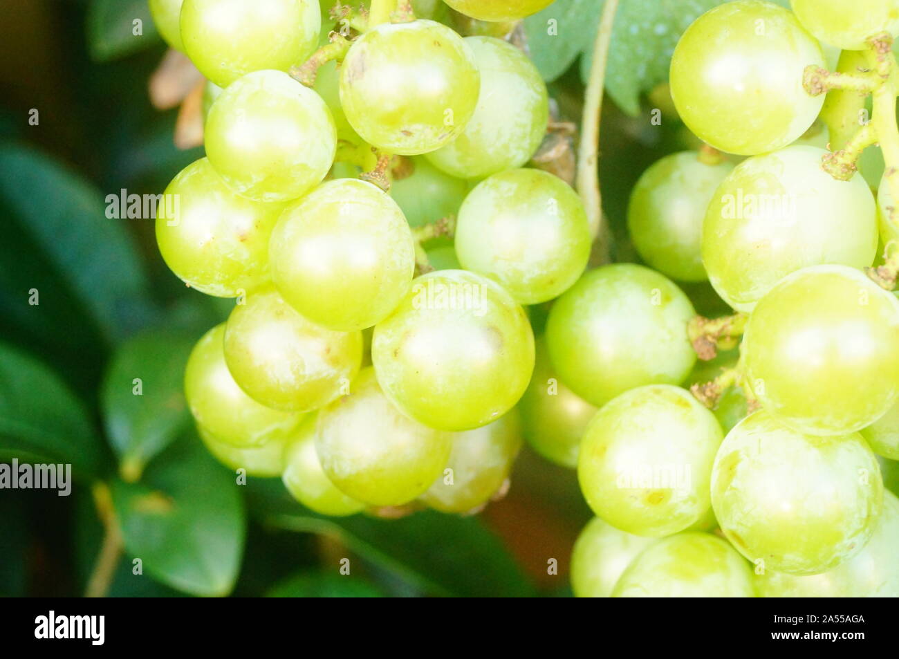 Fresh grapes are growing in the vineyard Stock Photo - Alamy