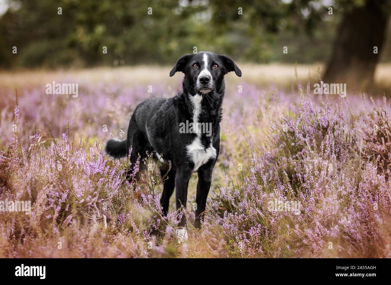 Black White Mongrel Dogs High Resolution Stock Photography and Images ...