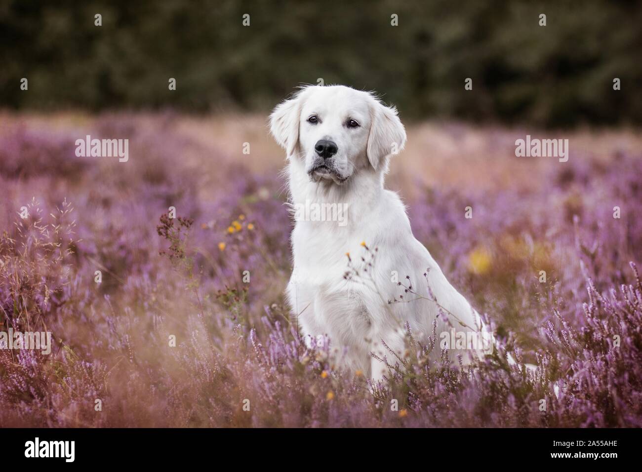 Golden Retriever Outside High Resolution Stock Photography and Images ...