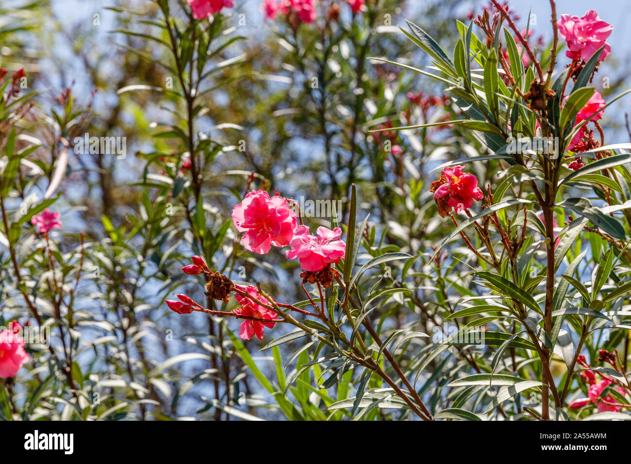 Nerium Oleander Tree