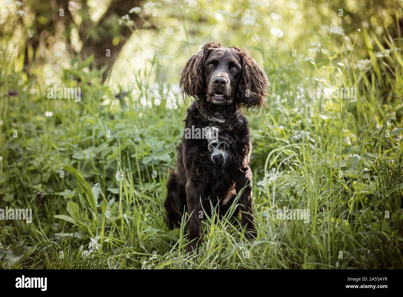 sitting German Spaniel Stock Photo - Alamy