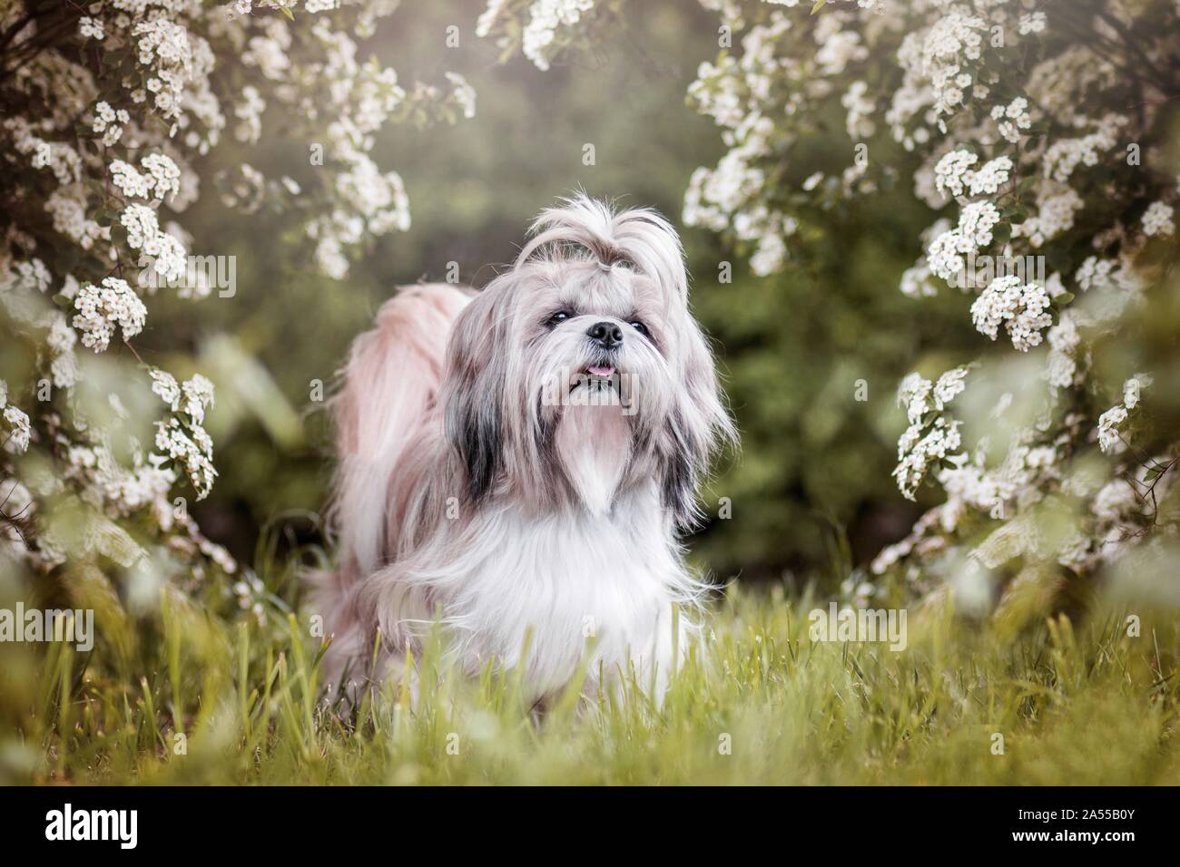 Shih tzu dog adult standing hi-res stock photography and images - Alamy