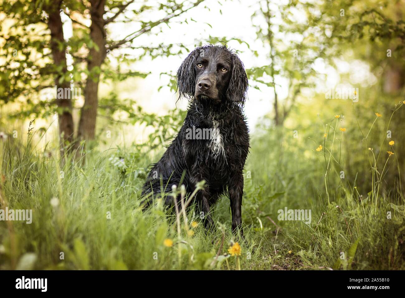 German spaniel hi-res stock photography and images - Alamy