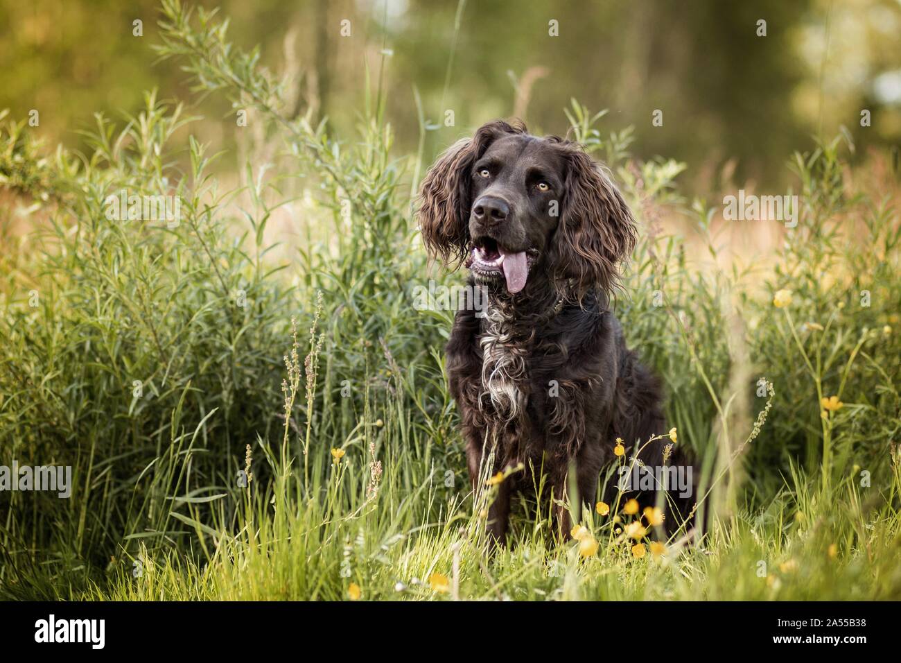 sitting German Spaniel Stock Photo - Alamy