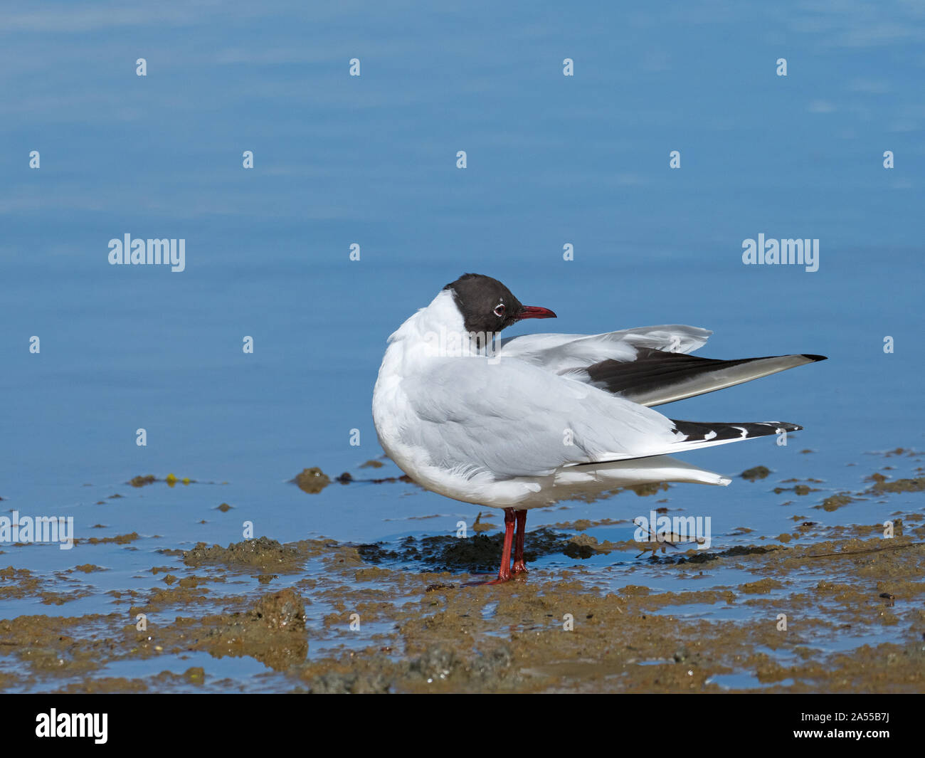 Edge of brownsea island hi-res stock photography and images - Alamy