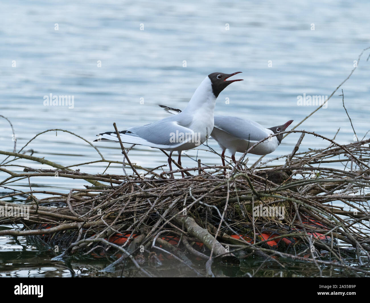 Black-headed gull Larus ridibundus pair in mild display at a future ...