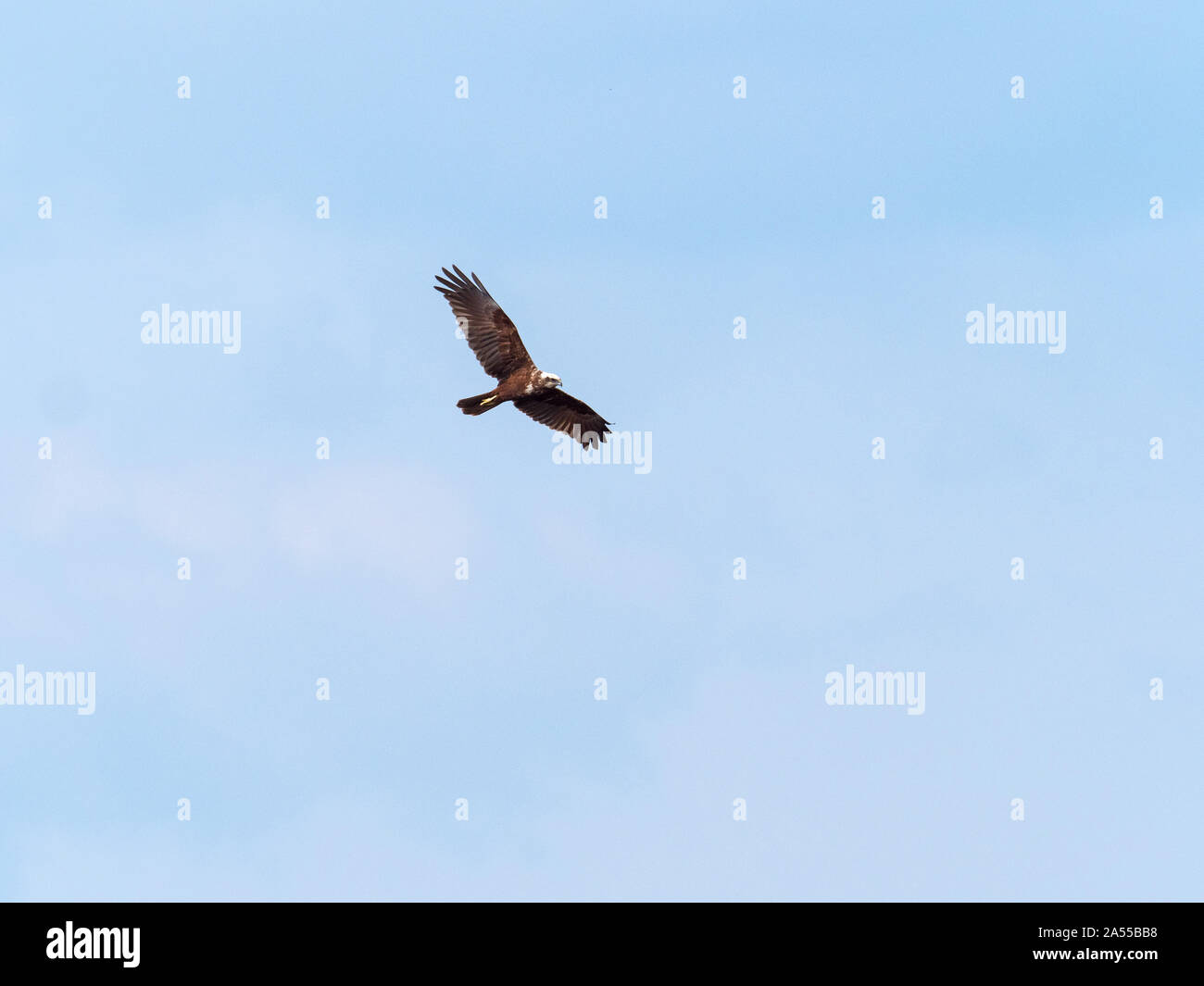 Avalon marshes marsh harrier hi-res stock photography and images - Alamy