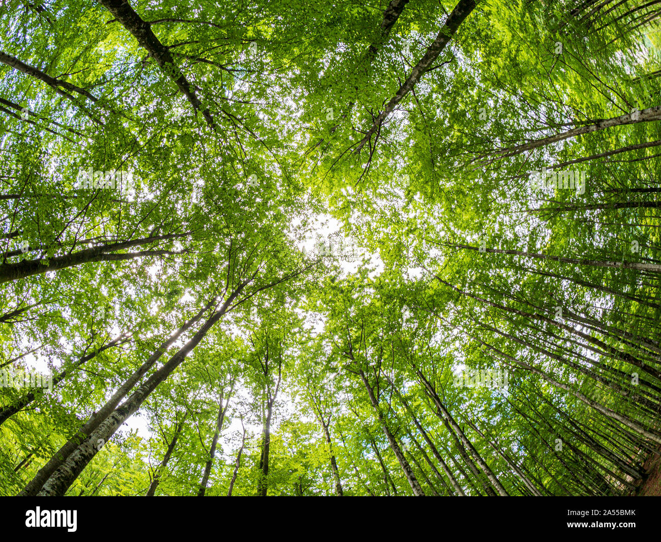 Forest Triglav National Park, Slovenia with fish eye lens Stock Photo ...