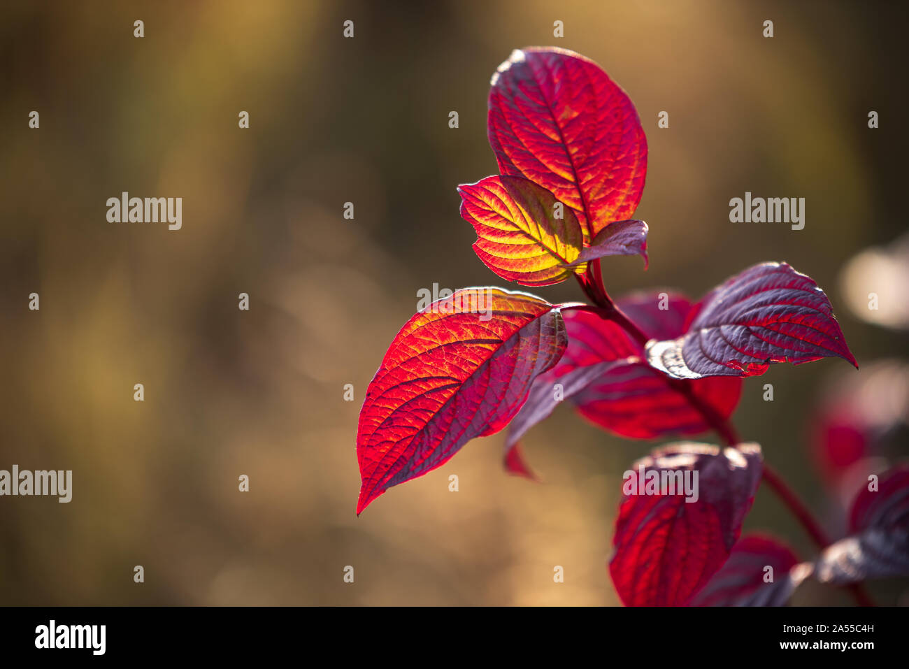 Dogwood leaf hi-res stock photography and images - Alamy