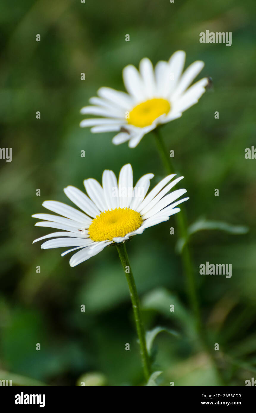 Photograph of common daisy hi-res stock photography and images - Alamy
