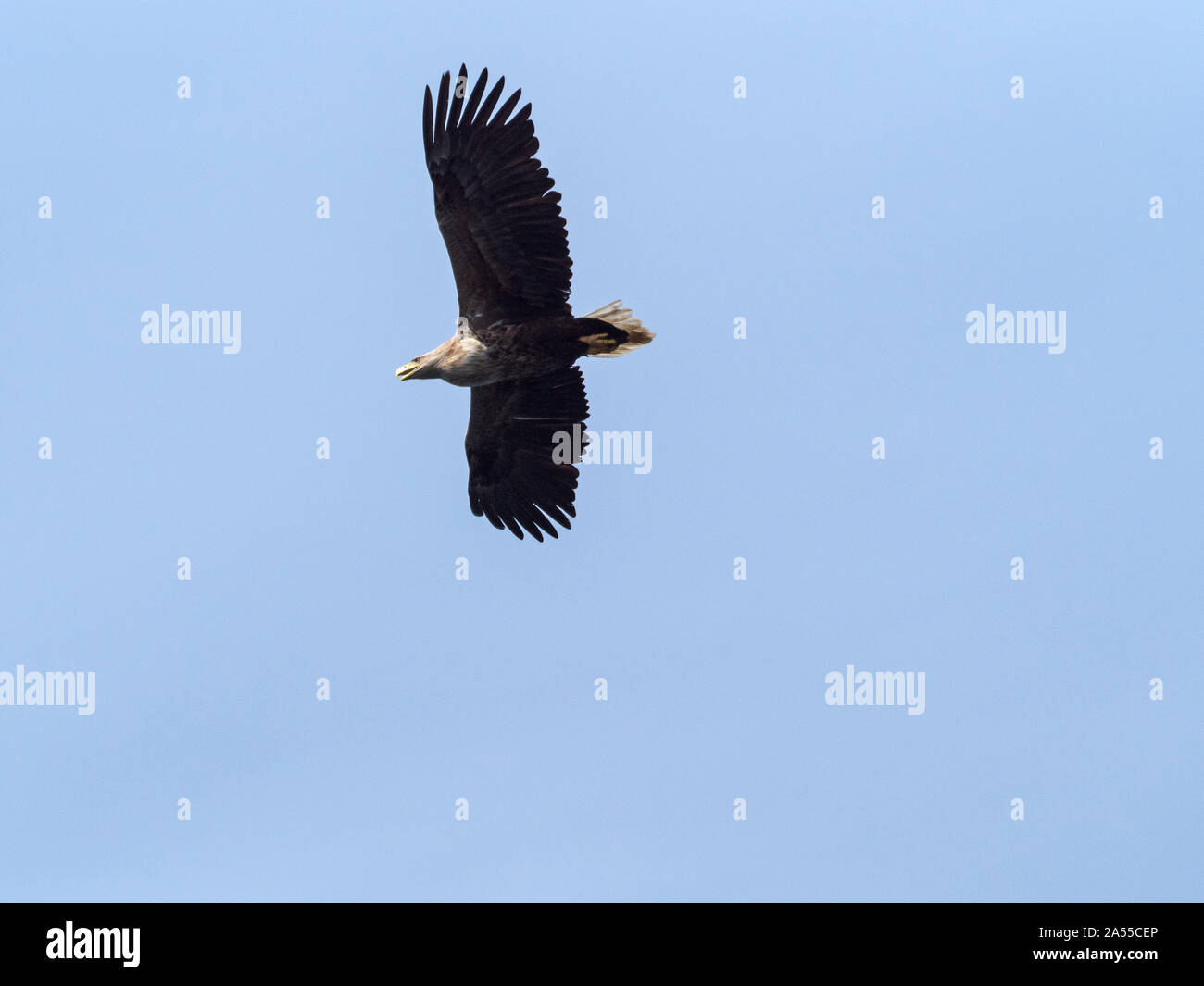 Bulging crop hi-res stock photography and images - Alamy