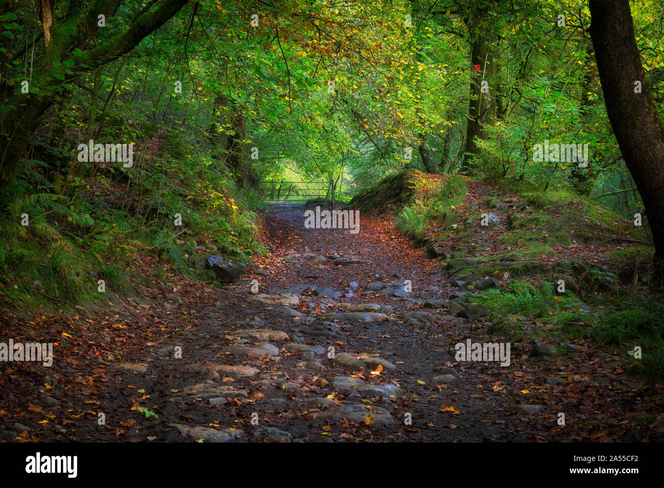 An Autumn walkway Stock Photo - Alamy