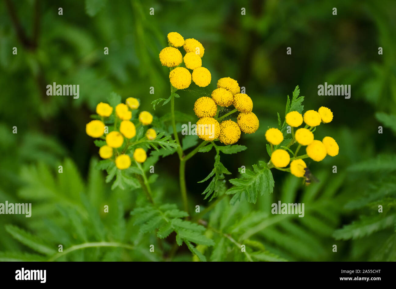 Tanacetum vulgare, macro of common tansy flowers Stock Photo - Alamy