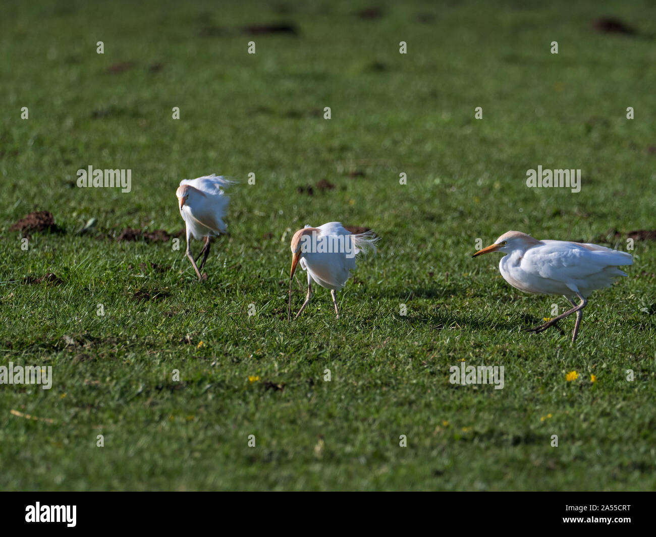 Bird pulling worm hi-res stock photography and images - Alamy