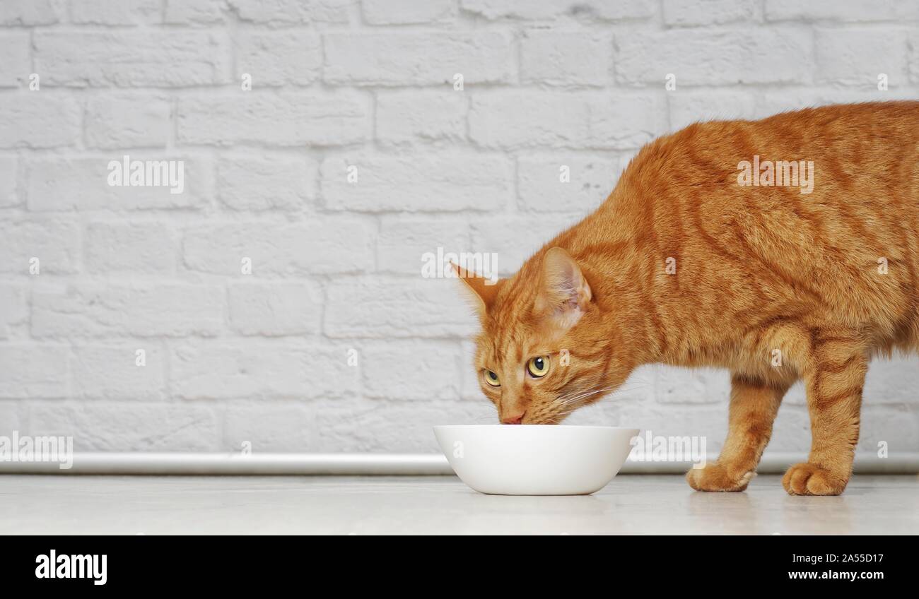 Cute ginger cat eating out of a white food dish. Side view with copy ...