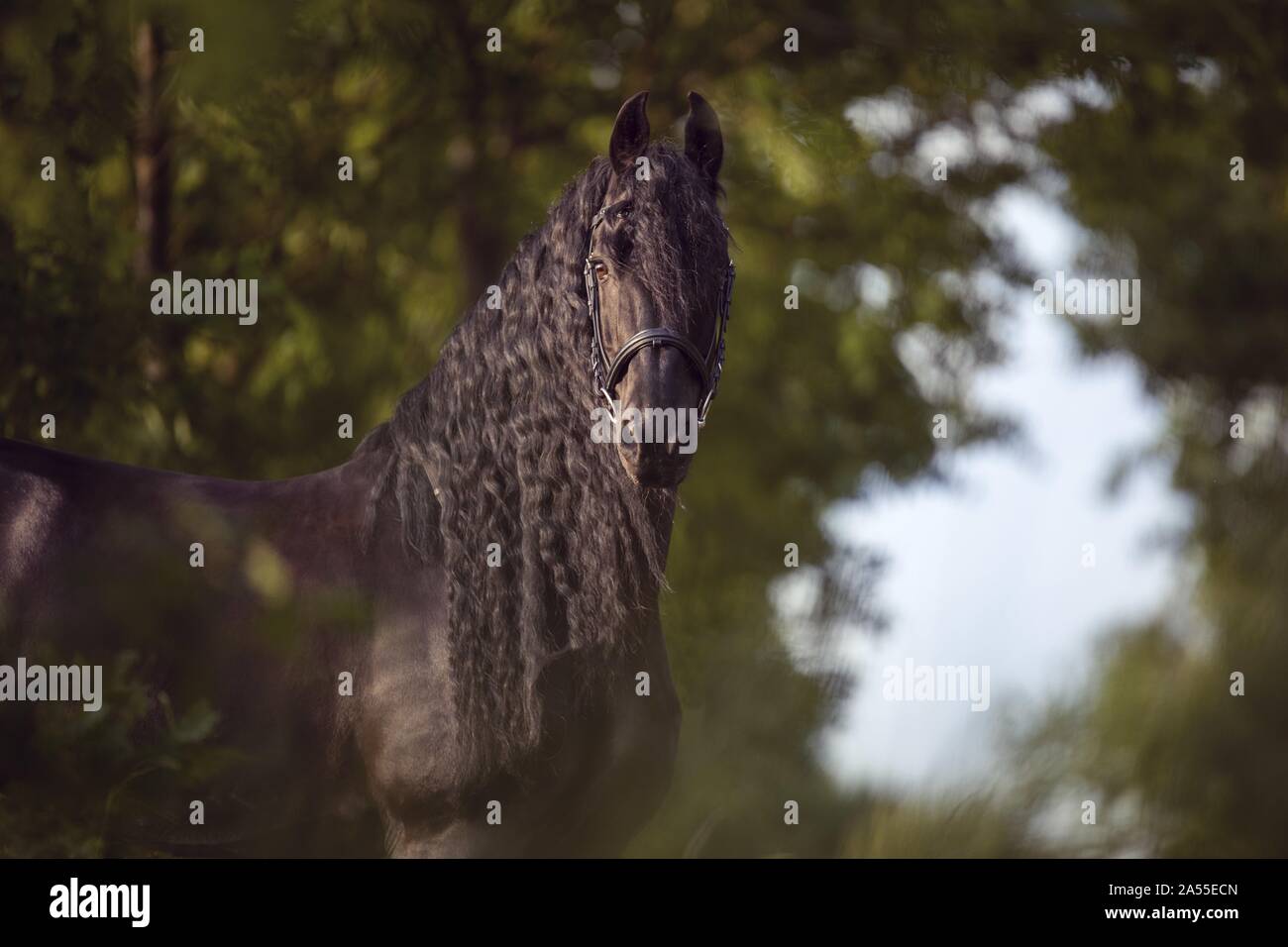 standing Friesian Horse Stock Photo - Alamy