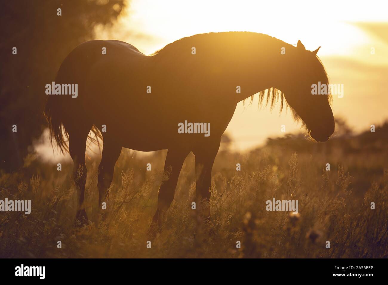 standing Friesian Horse Stock Photo - Alamy