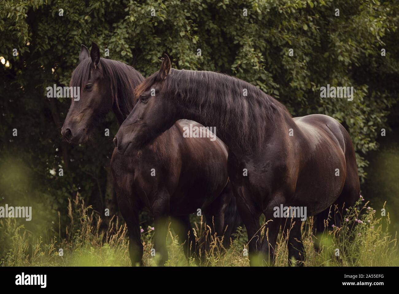standing Friesian Horse Stock Photo - Alamy
