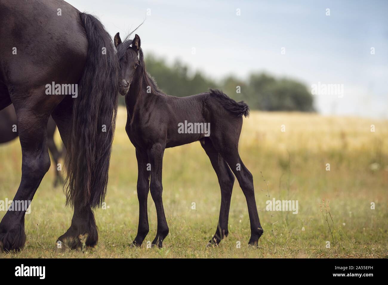 standing Friesian Horse Stock Photo - Alamy
