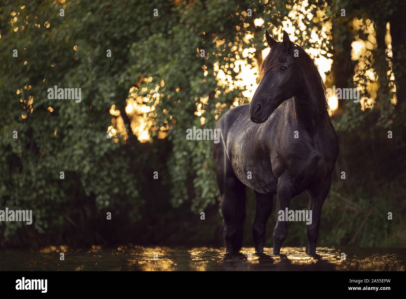 Friesians evening sun hi-res stock photography and images - Alamy