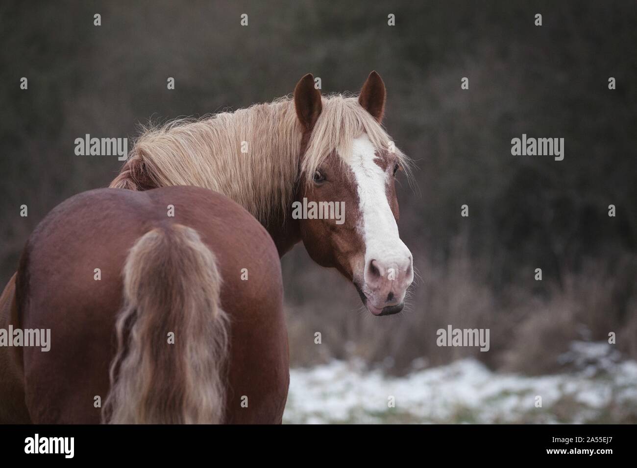 Draft Horse Rear View High Resolution Stock Photography and Images - Alamy