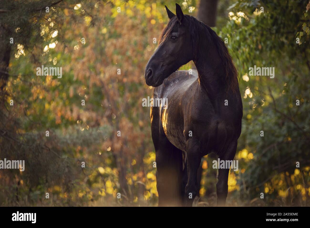 standing Friesian Horse Stock Photo - Alamy