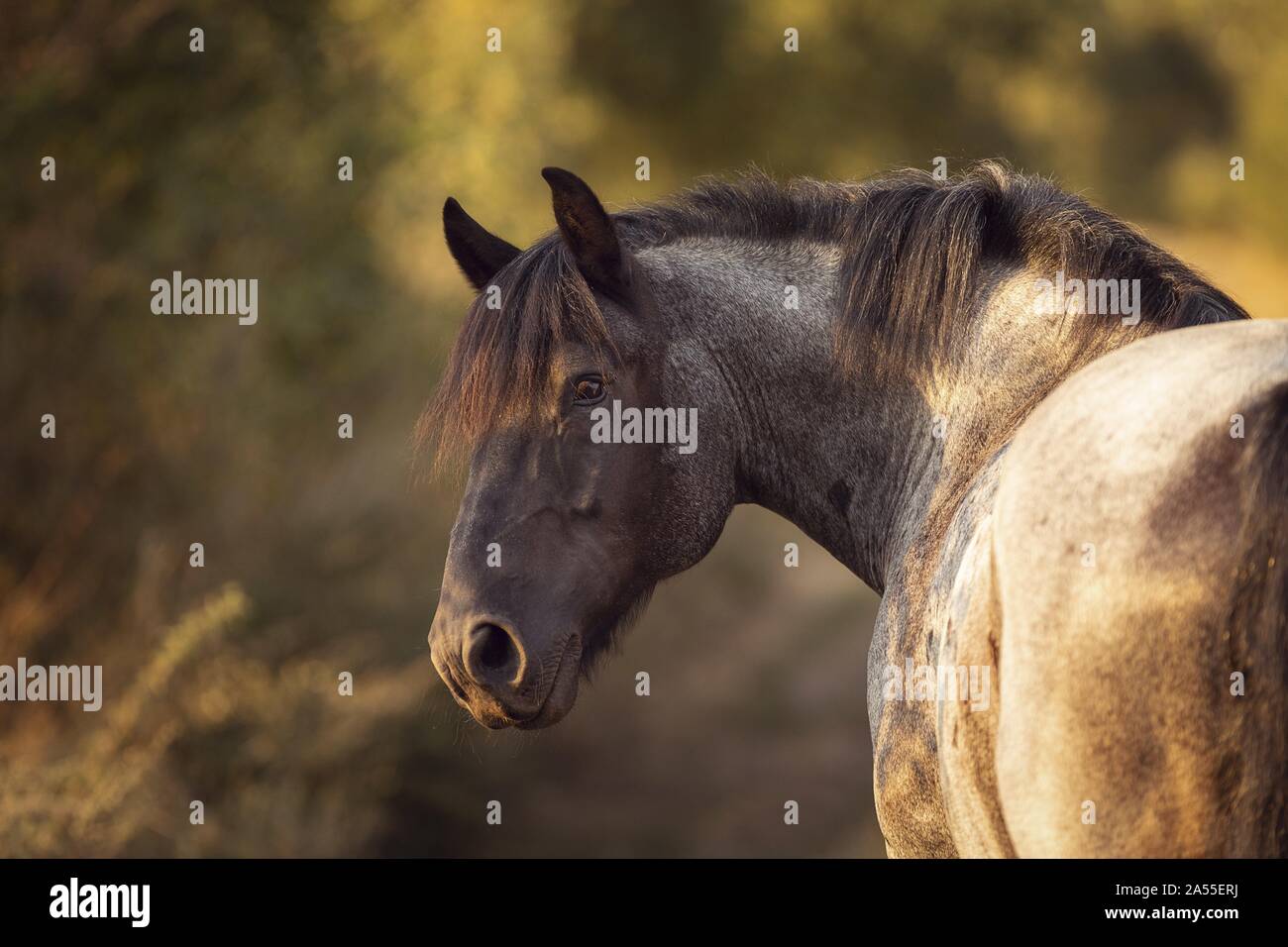 Draft horse rear view hi-res stock photography and images - Alamy