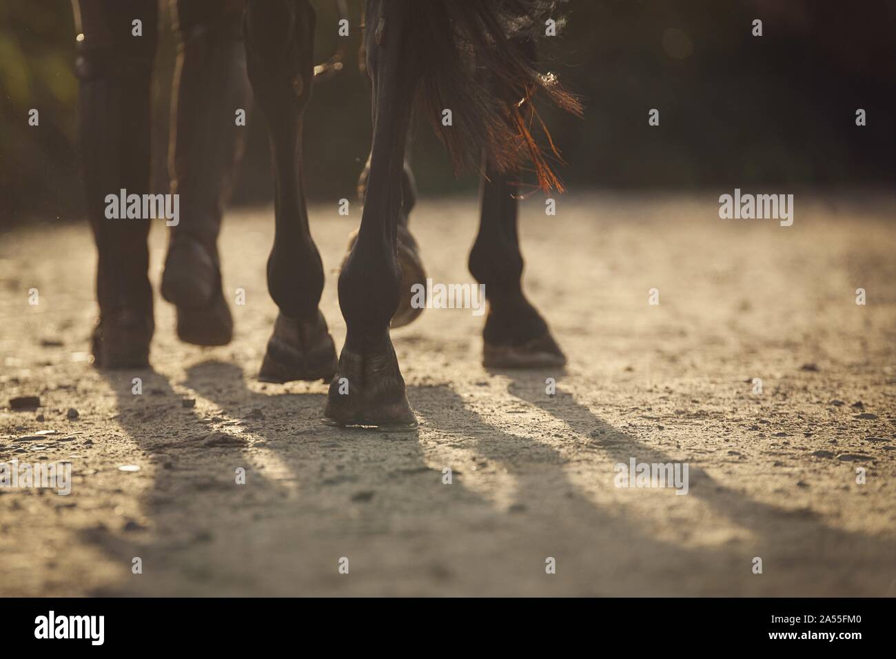Horse equus caballus rear legs hi-res stock photography and images - Alamy