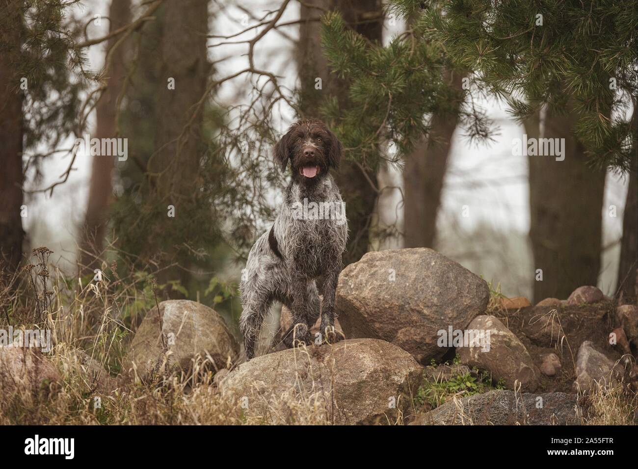 German Wirehaired Pointer Stock Photo - Alamy