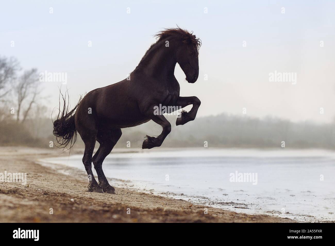 Friesian horse rearing hi-res stock photography and images - Alamy