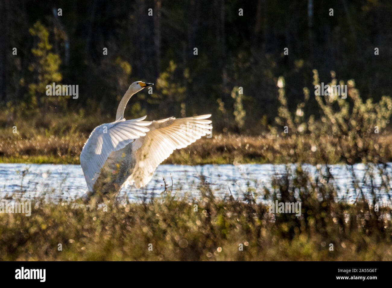 Birch flapping wings hi-res stock photography and images - Alamy