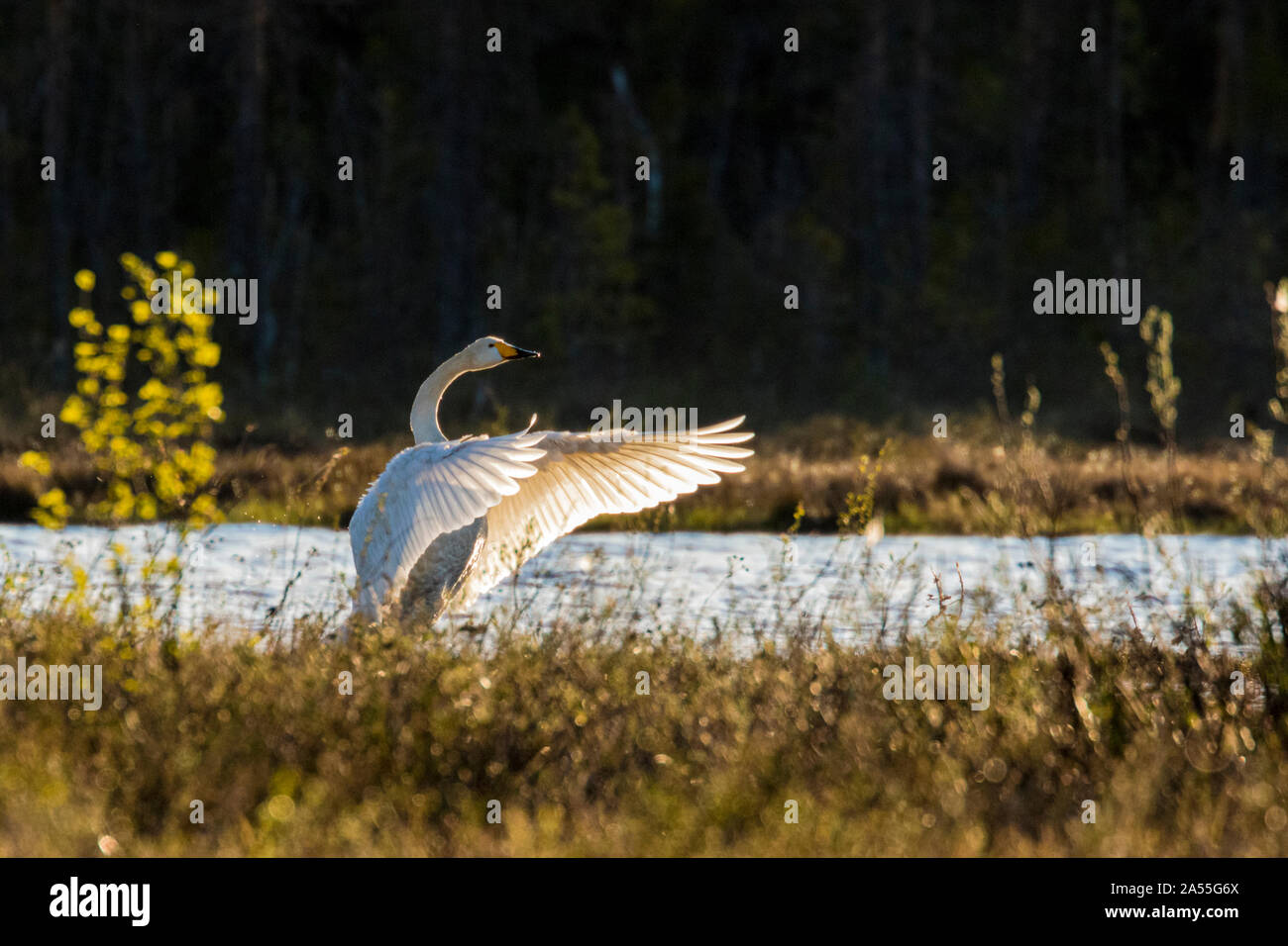 Whooper swan, Cygnus cygnus, flapping his wings, backlight, Boden ...