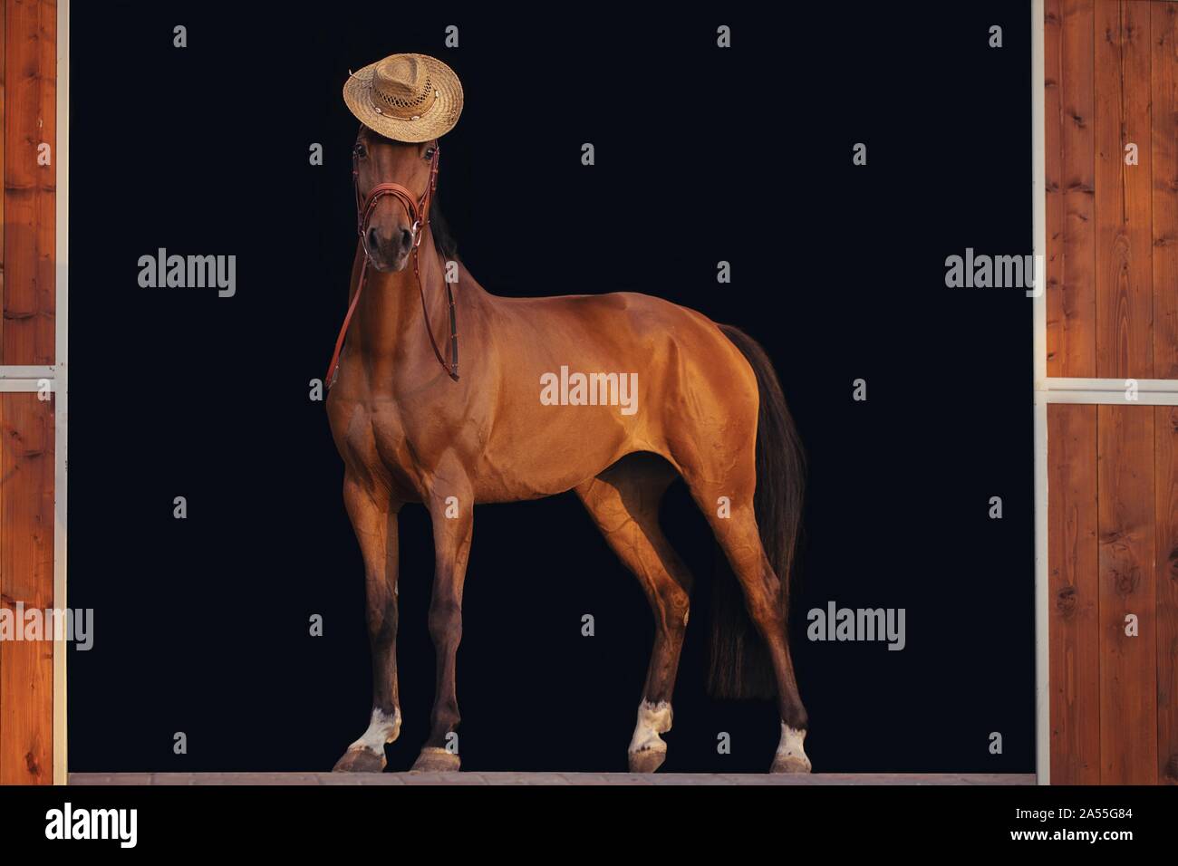 English thoroughbred horse adult standing hi-res stock photography and ...