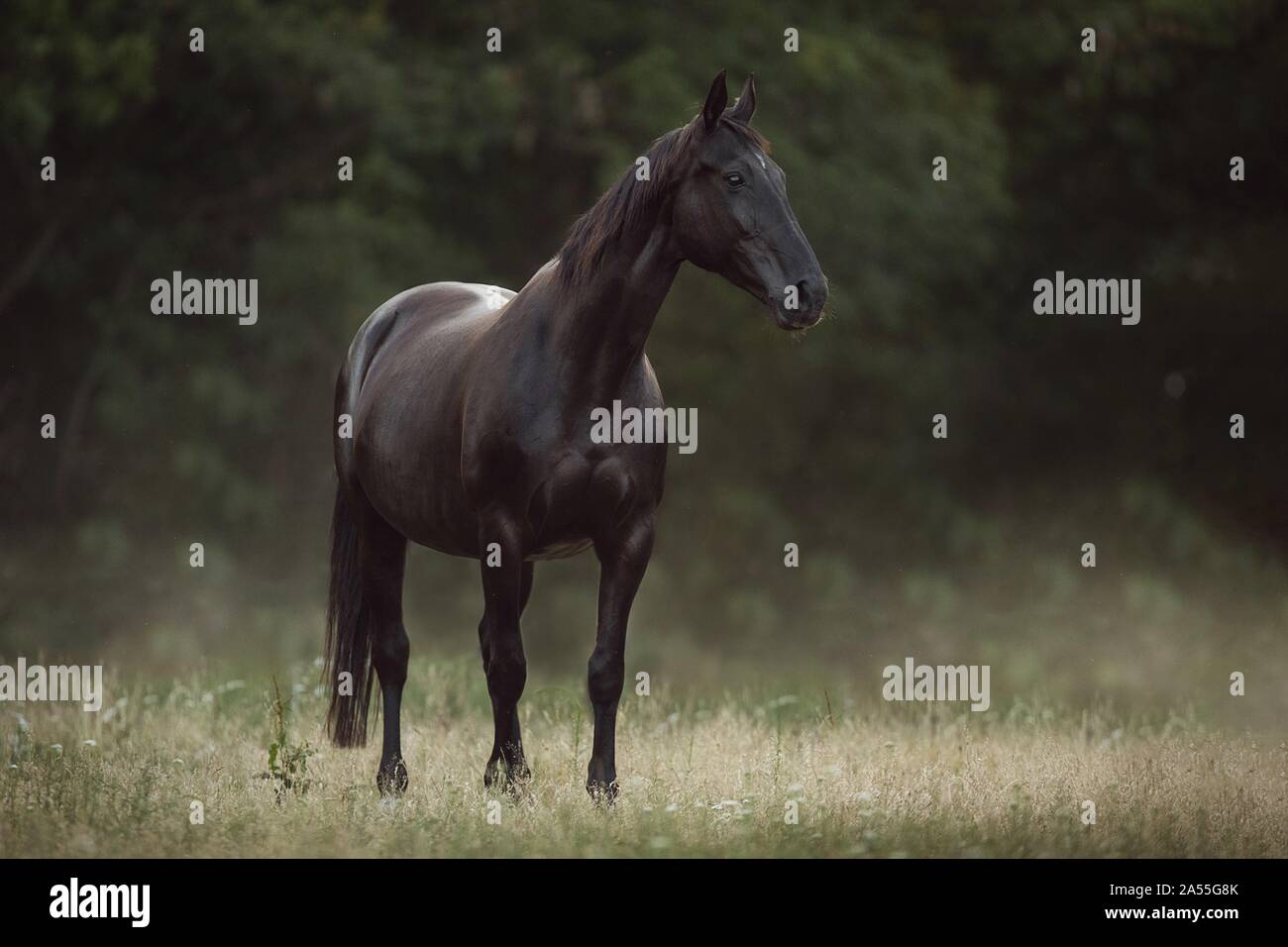 English thoroughbred horse adult standing hi-res stock photography and ...