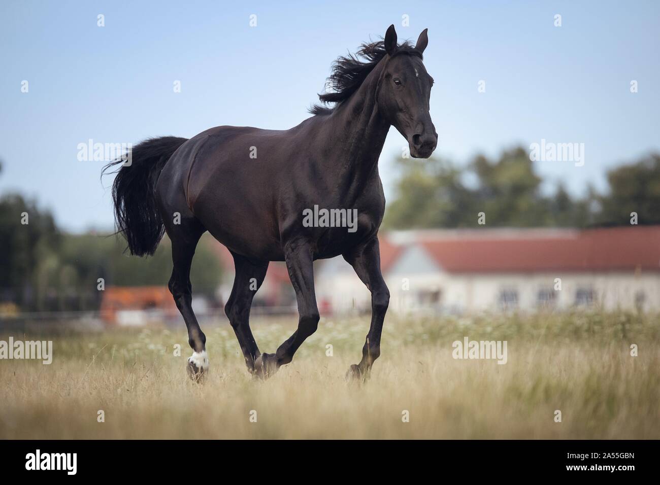 English thoroughbred horse galloping hi-res stock photography and ...