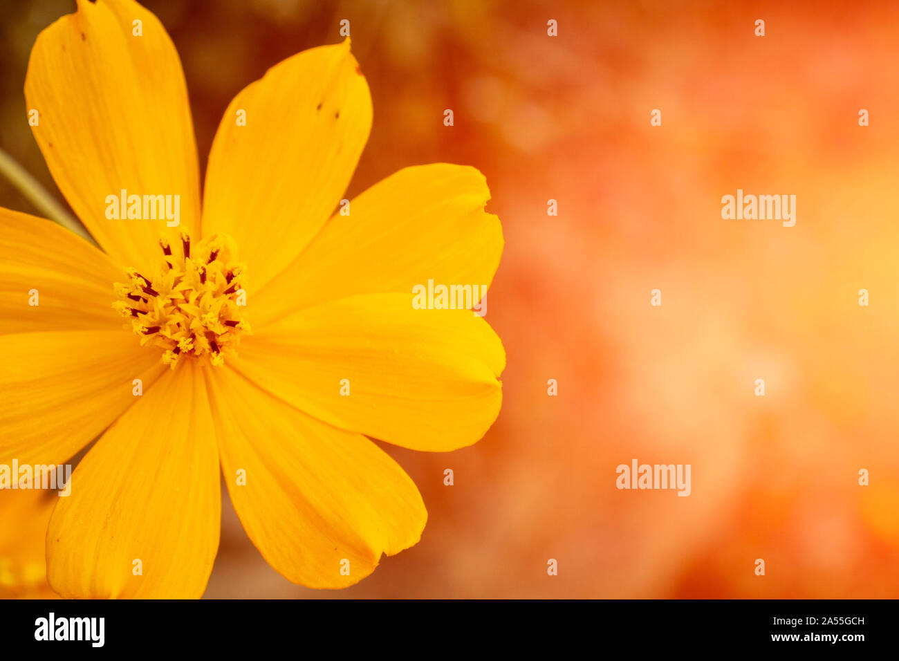 Beautiful ulam raja flower with Petals in park.Nature Stock Photo - Alamy